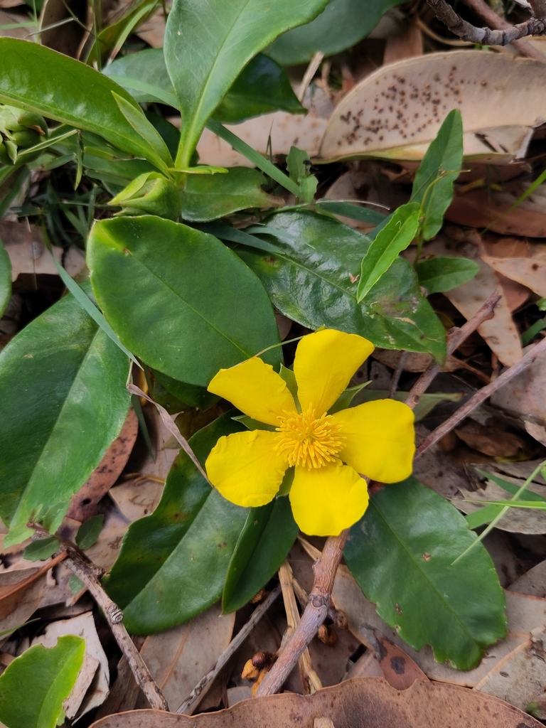 Climbing Guinea flower from G9HQ+J9, Termeil NSW 2539, Australia on November 26, 2023 at 01:53 ...