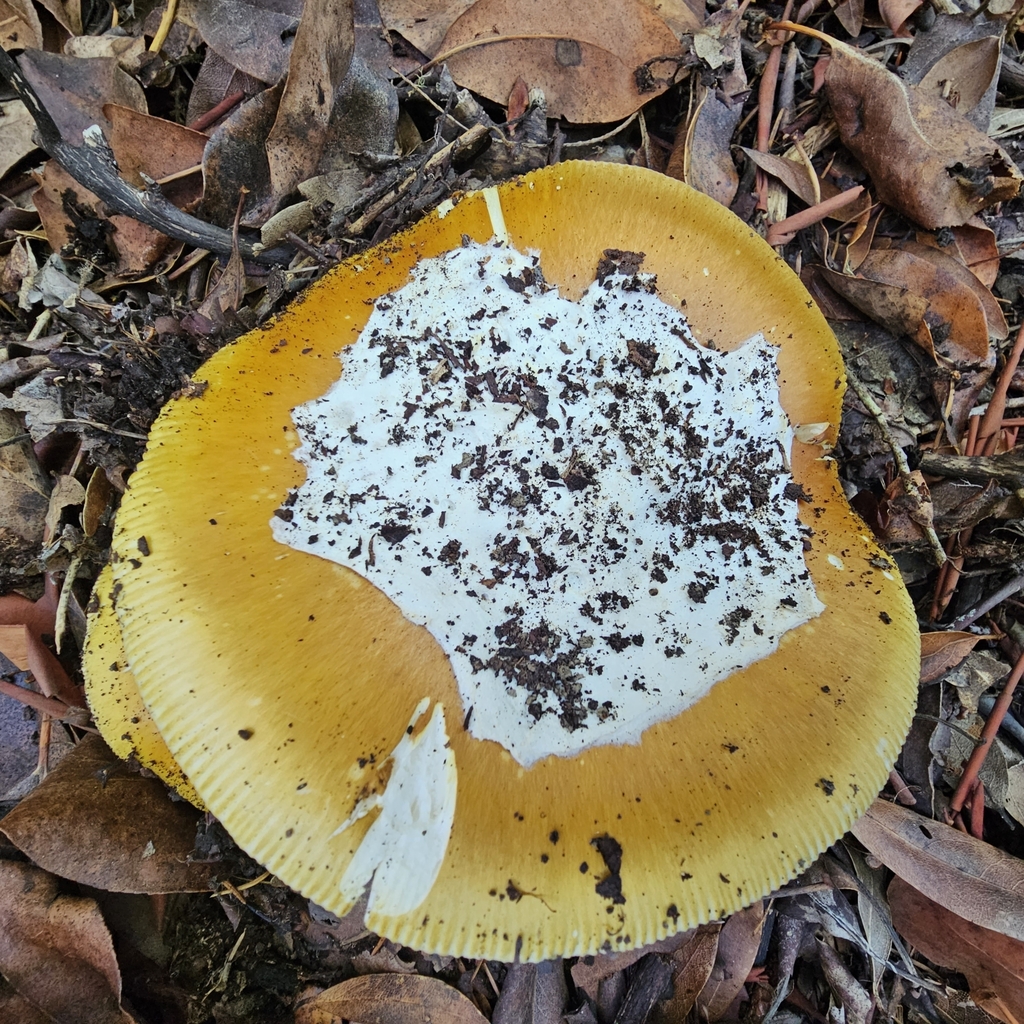 Coccora from Fairfax, CA 94930, USA on November 25, 2023 at 01:27 PM by ...