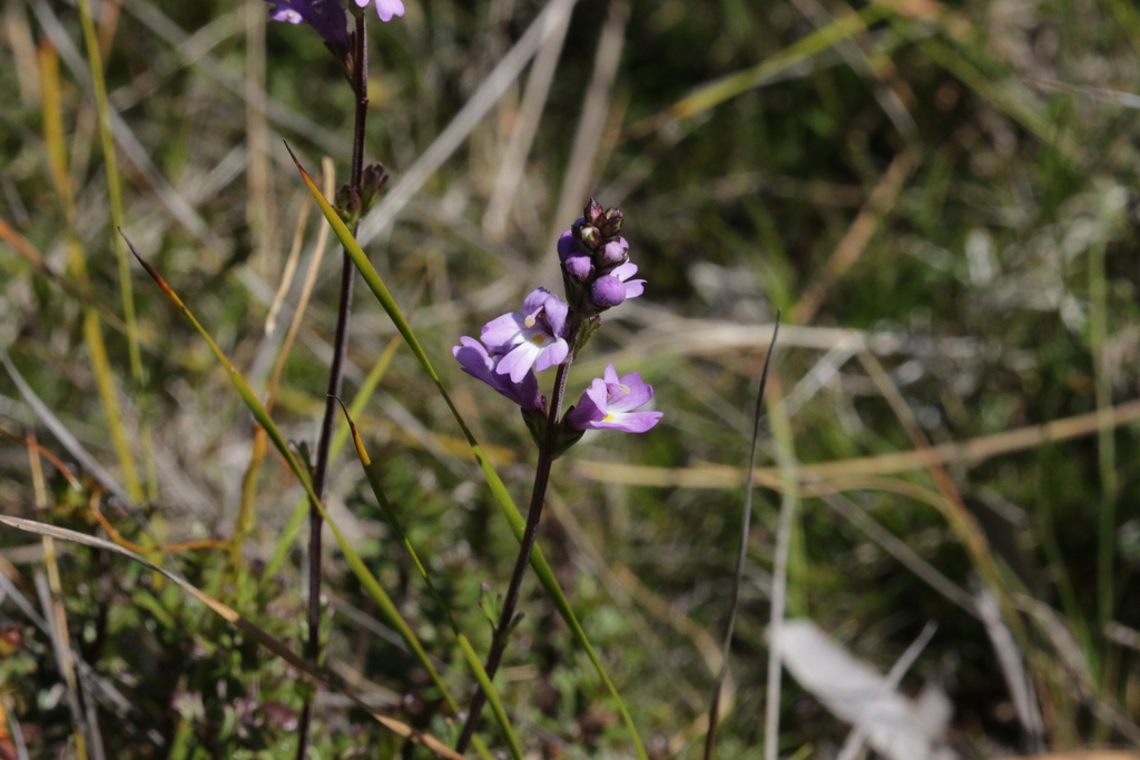 purple eyebright from Anglesea VIC 3230, Australia on October 29, 2023 ...