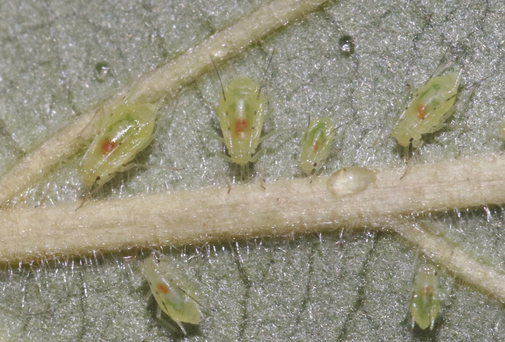 Buckthorn-Fern Aphid from San Diego County, CA, USA on November 24 ...