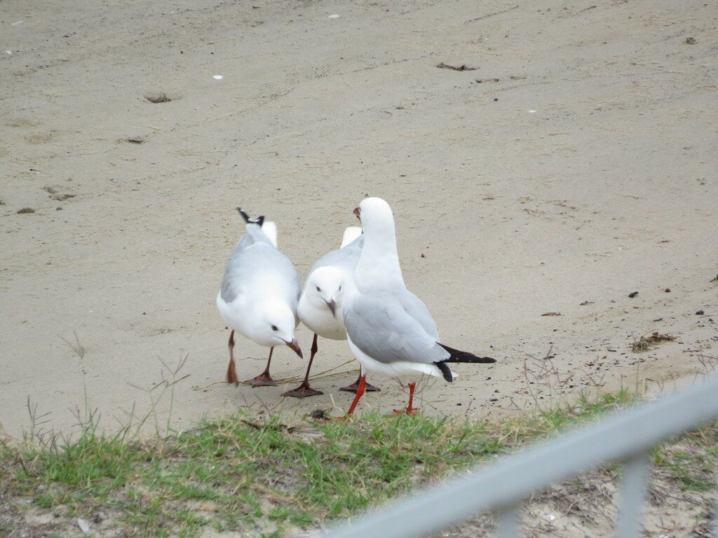 Silver Gull from Gold Coast QLD, Australia on November 25, 2023 at 04: ...