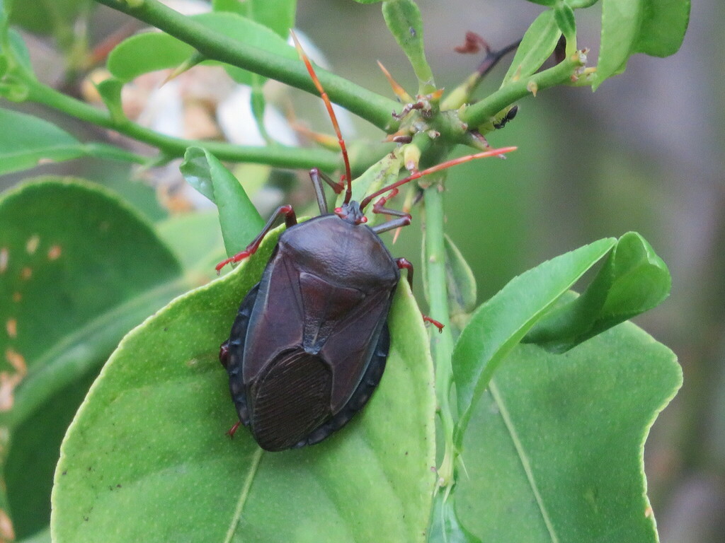 Bronze Orange Bug from Gold Coast QLD, Australia on November 25, 2023 ...