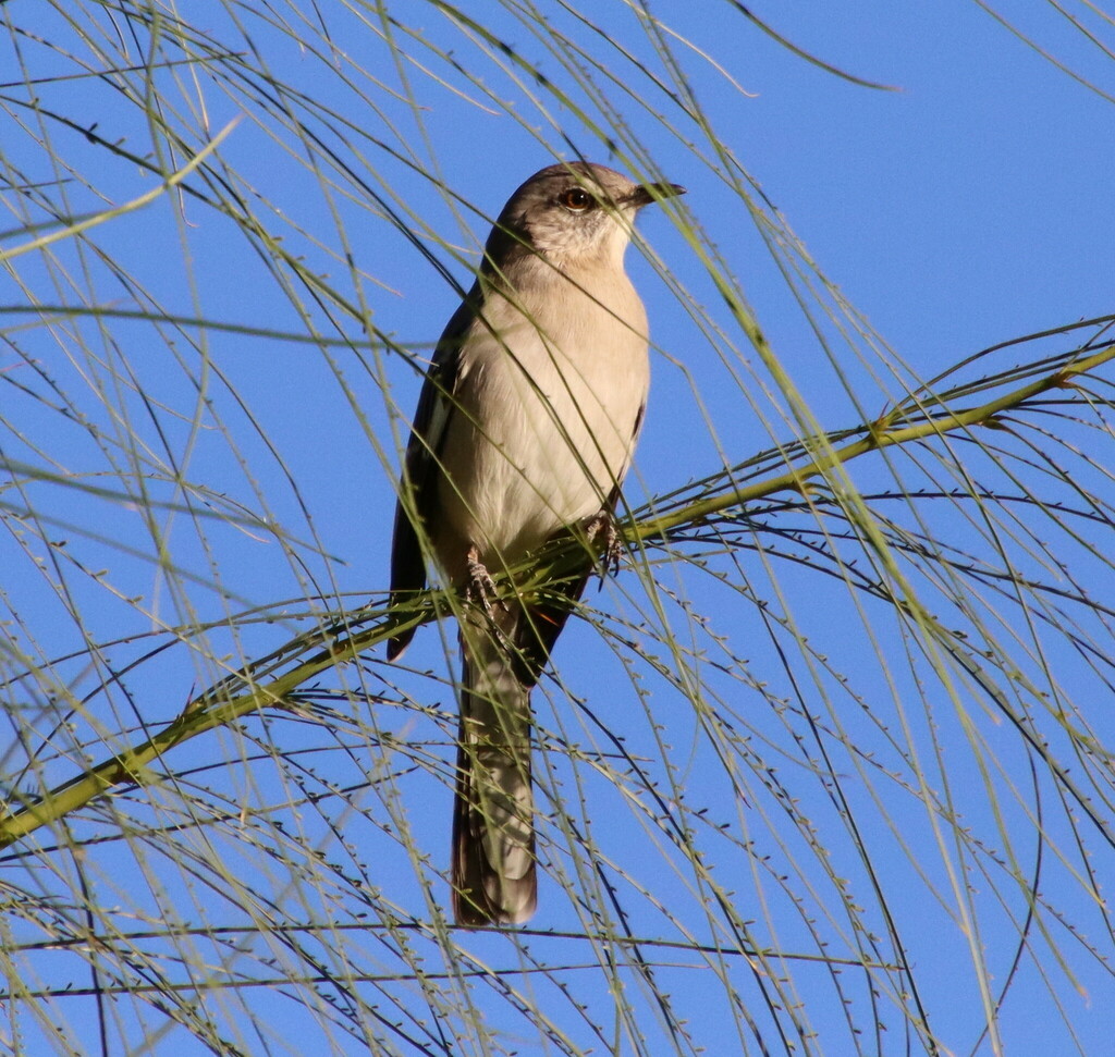Northern Mockingbird from Yuma, AZ, USA on November 25, 2023 at 04:13 ...