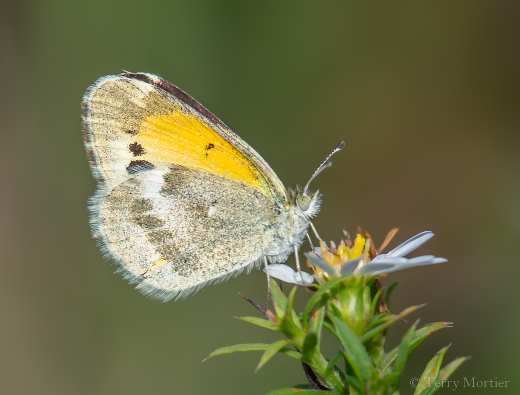 Dainty Sulphur from Dunn County, WI, USA on September 30, 2023 at 01:06 ...
