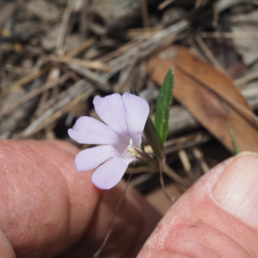 Blue Trumpet from Walligan QLD 4655, Australia on November 26, 2023 by ...