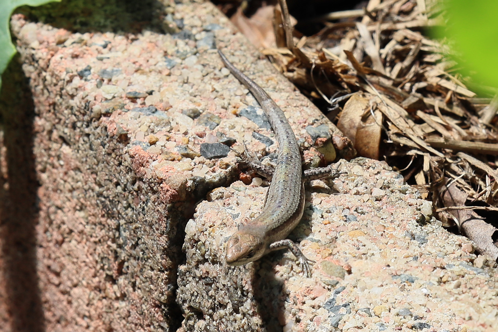 Pale-flecked Garden Sunskink in November 2023 by siene. The only skink ...