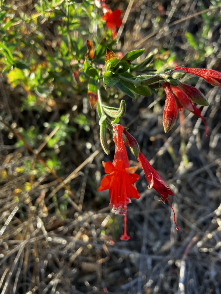 California fuchsia from Cleveland National Forest, Lake Elsinore, CA ...