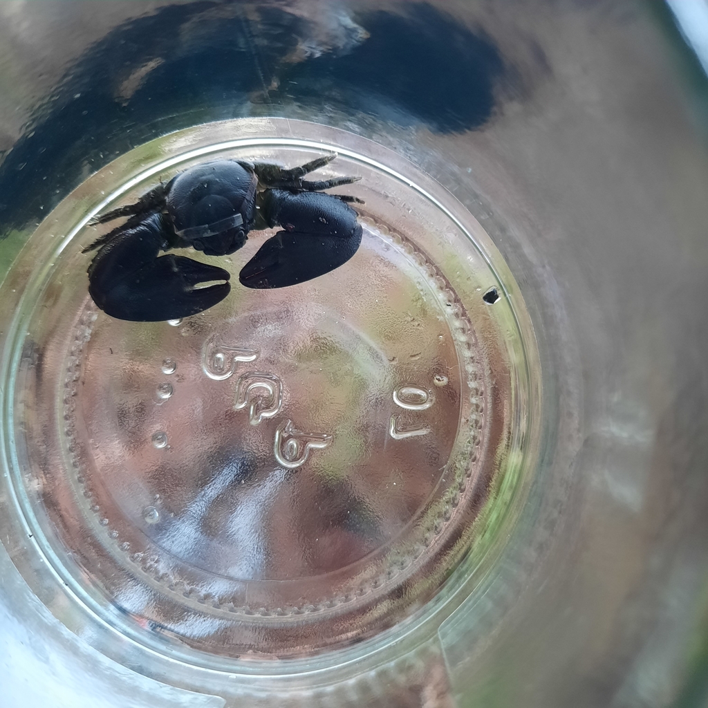 New Zealand Half Crab from City of Clarence, TAS, Australia on June 5 ...