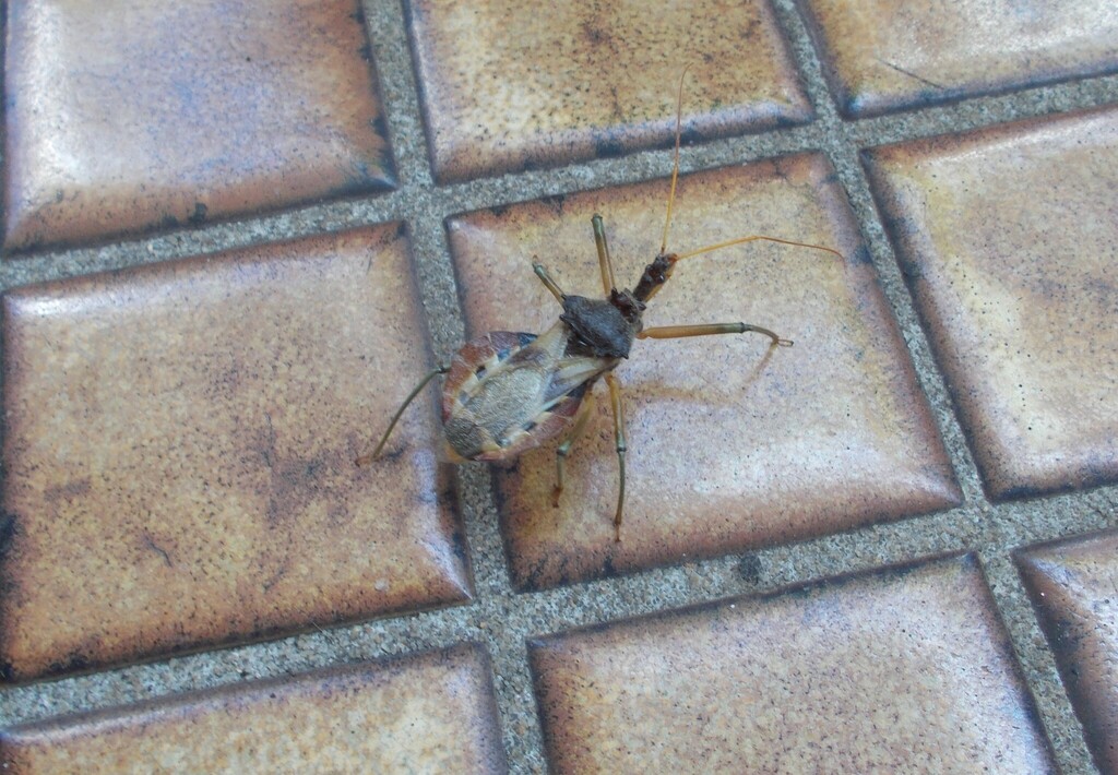 Pristhesancus plagipennis from Wynyard, Sydney NSW 2000, Australia on ...