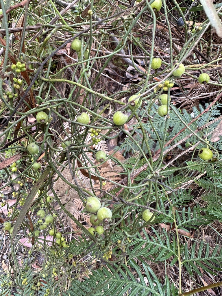 Devil's Twine from Mount Lofty Botanic Garden, Crafers, SA, AU on ...