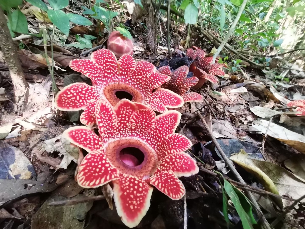 Himalayan sapria from Xishuangbanna Dai, CN-YN, CN on November 26, 2023 ...