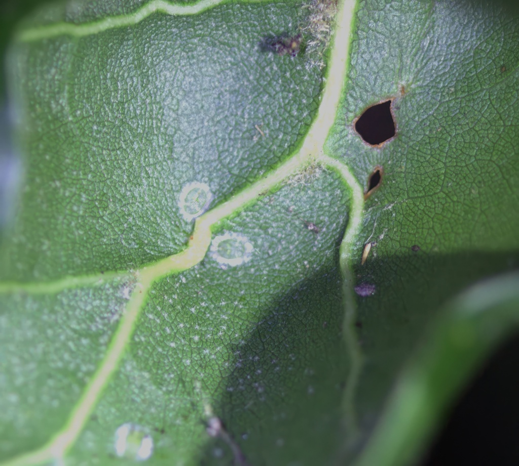 Trialeurodes drewsi from Riverside County, CA, USA on November 16, 2023 ...