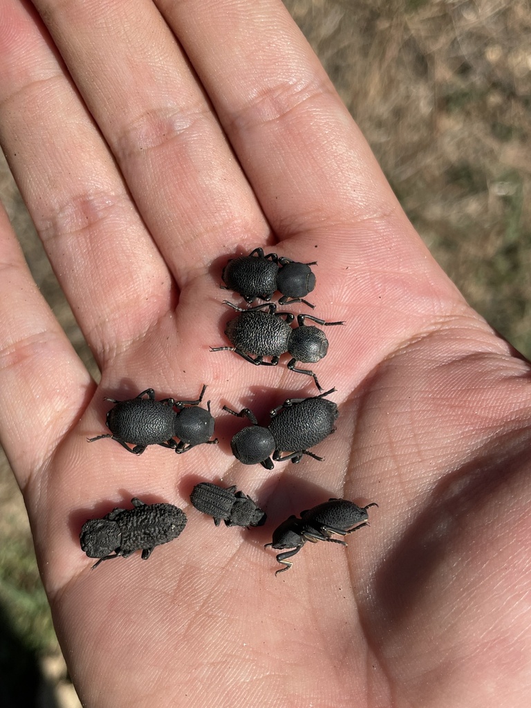 Zopherus granicollis ventriosus from Mount Wilson Rd, 帕萨迪纳, CA, US on ...