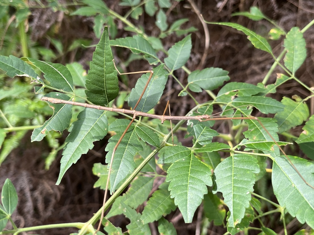 Entoria ishigakiensis in November 2023 by Nakatada Wachi · iNaturalist