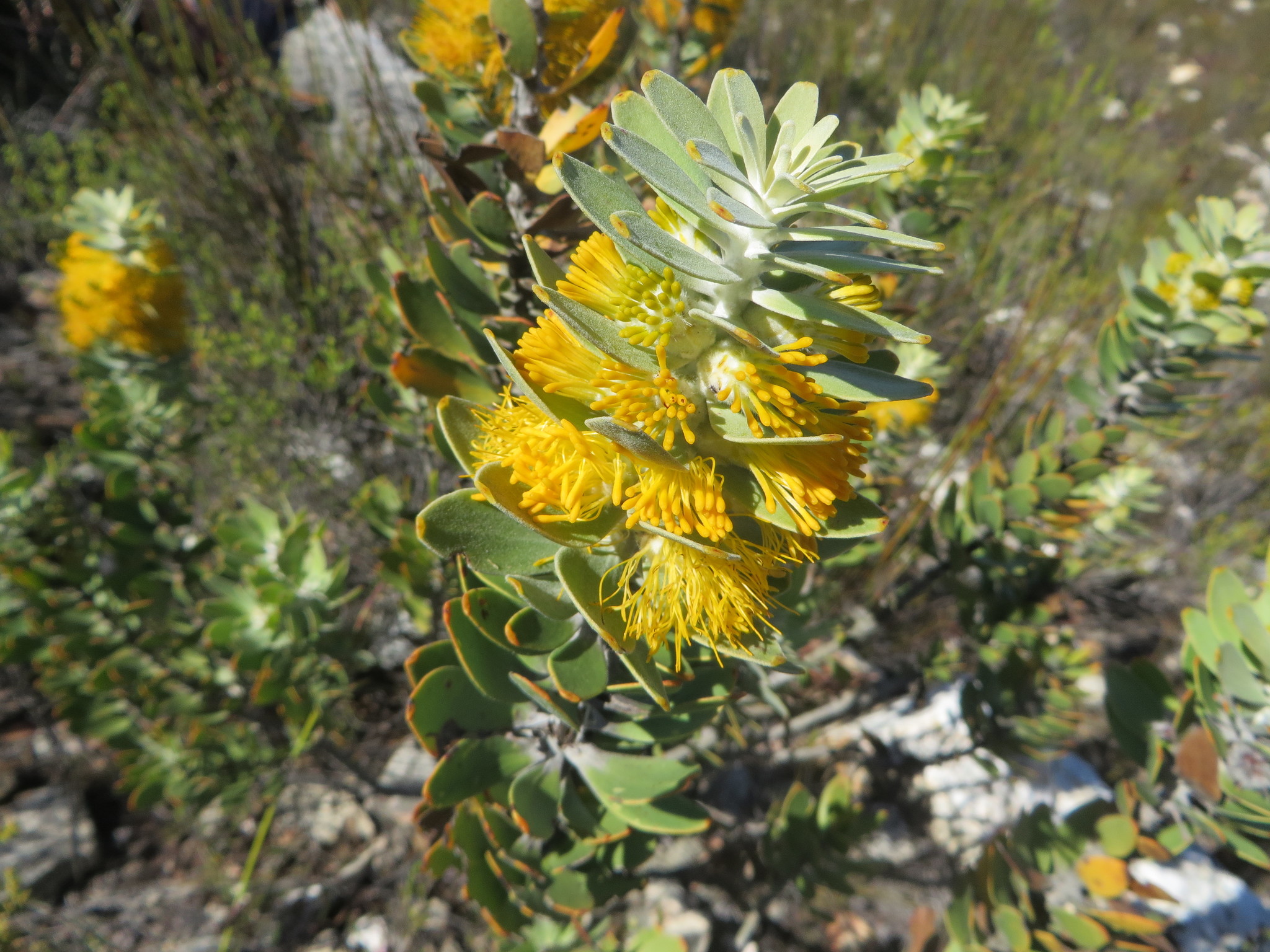 Mimetes chrysanthus Rourke