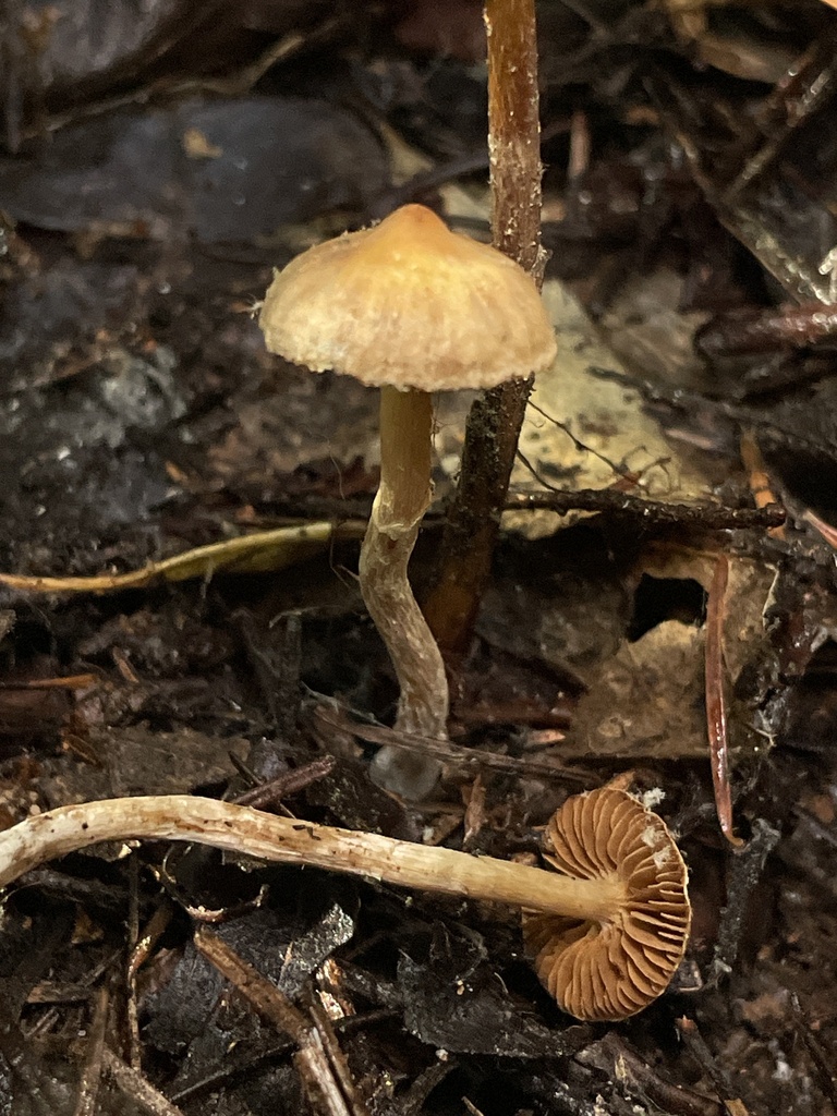 Cortinarius comptulus from Challenge, CA, US on November 25, 2023 at 11 ...