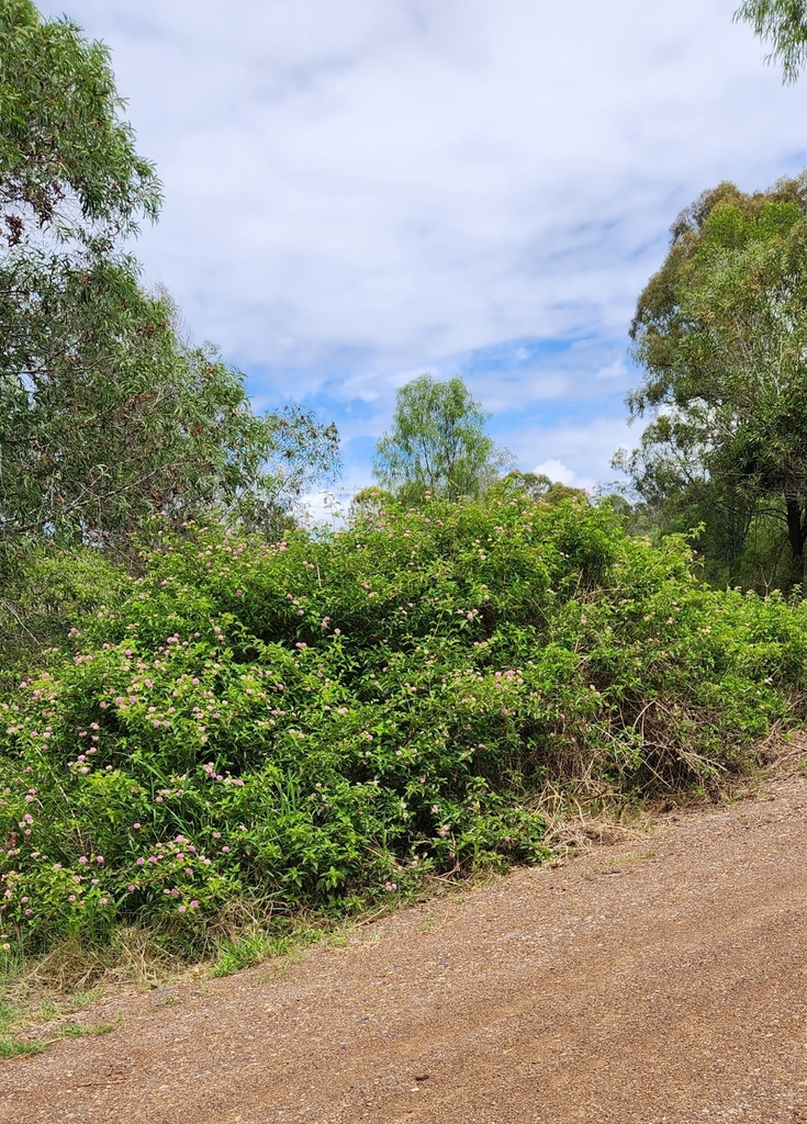 common lantana from Thagoona QLD 4306, Australia on November 26, 2023 ...