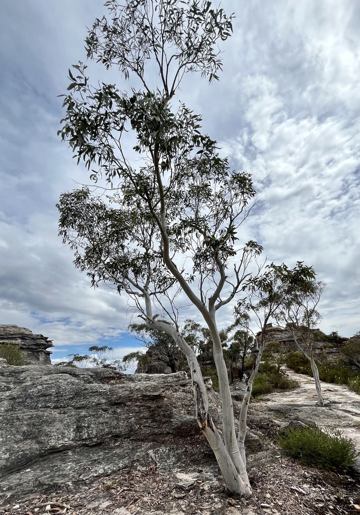 Mottled Gum from State Mine Gully Rd, State Mine Gully, NSW, AU on ...