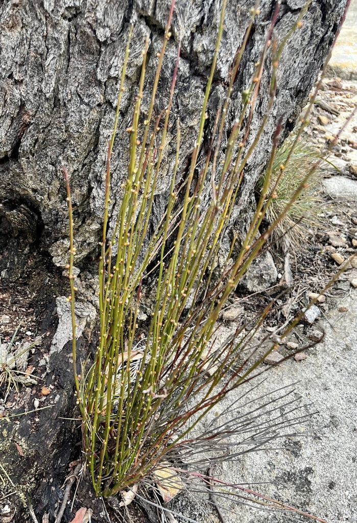 Broom Spurge from State Mine Gully Rd, State Mine Gully, NSW, AU on ...