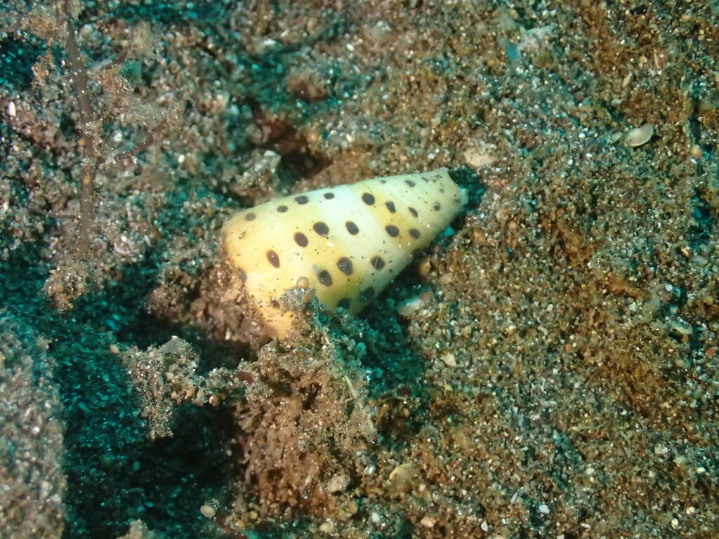 Ivory Cone from Bitung, Sulawesi Utara, Indonesia on November 2, 2023 ...