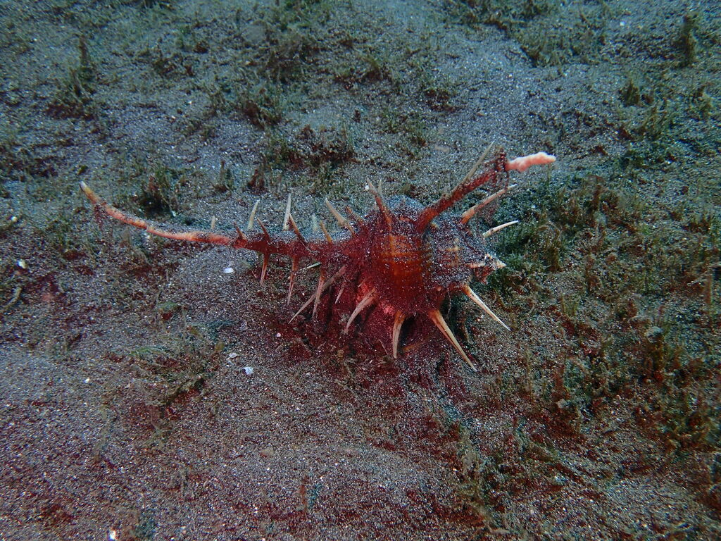 Murex from Bitung, Sulawesi Utara, Indonesia on November 2, 2023 at 11: ...