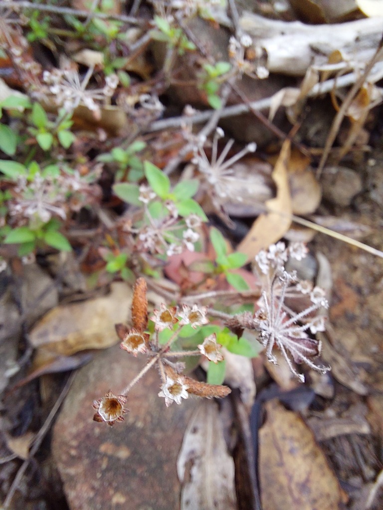 pomax from Numinbah Valley QLD 4211, Australia on November 25, 2023 at ...