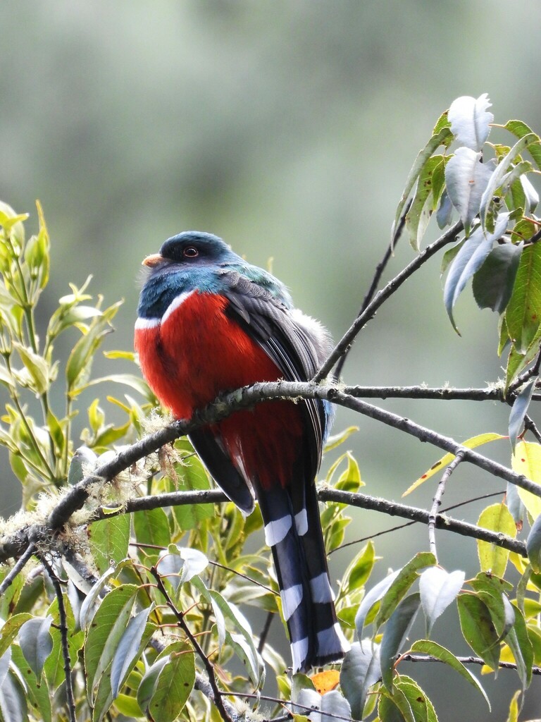 Mountain Trogon from San Gabriel, MX-JA, MX on November 25, 2023 at 04: ...