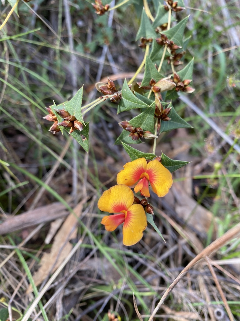 Common Flat-pea from Hale Conservation Park, Williamstown, SA, AU on ...
