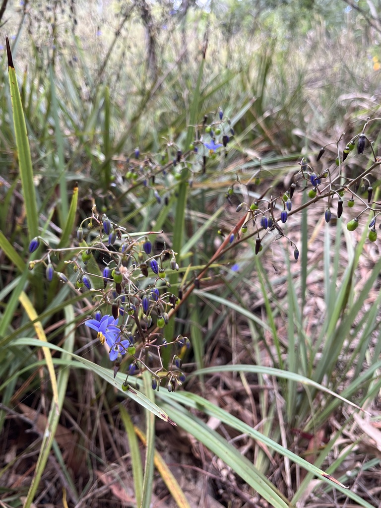 flax-lilies from Lake Pillans Wetlands, Lithgow, NSW, AU on November 26 ...