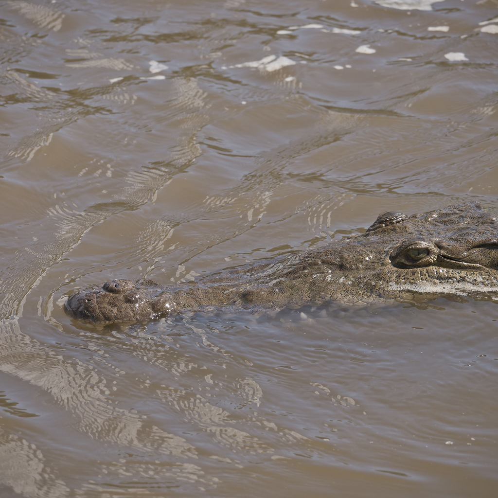 American Crocodile in March 2019 by Soheil Zendeh · iNaturalist
