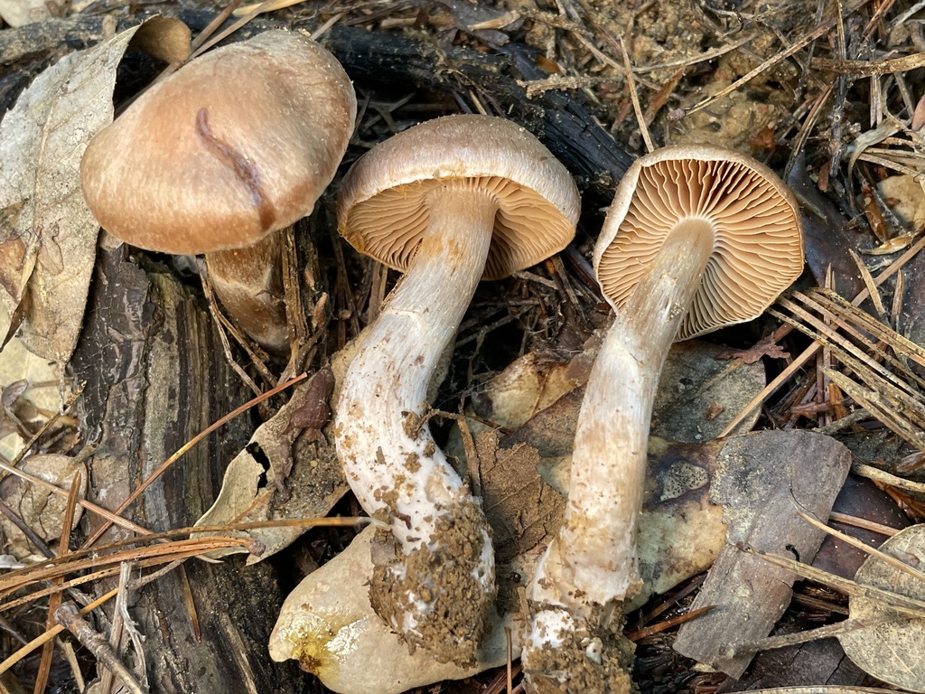 Webcaps from Challenge, CA, US on November 25, 2023 at 03:13 PM by ...