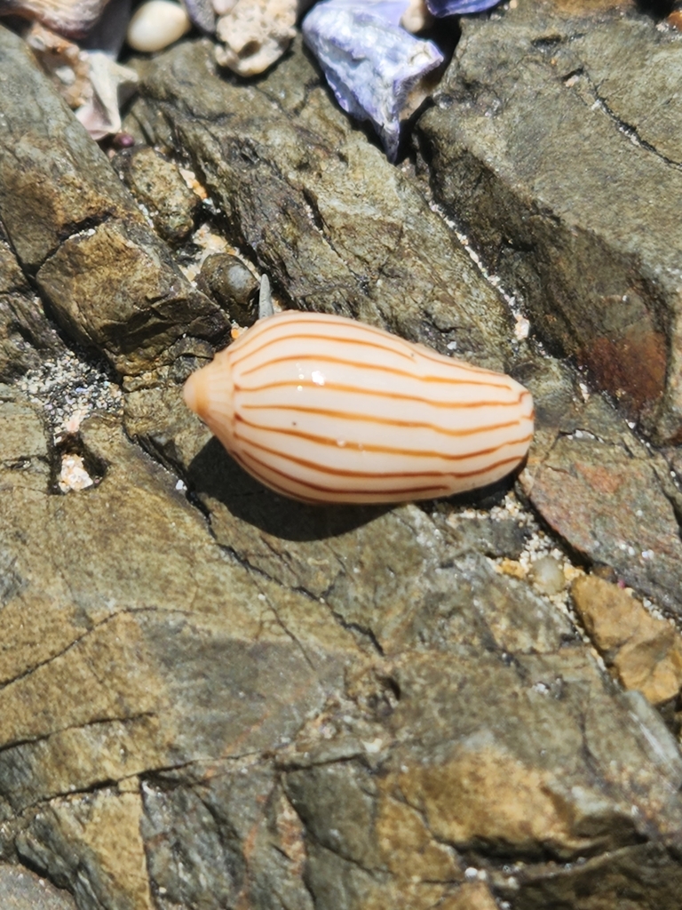 Zebra Volute from Woolgoolga NSW 2456, Australia on November 26, 2023 ...