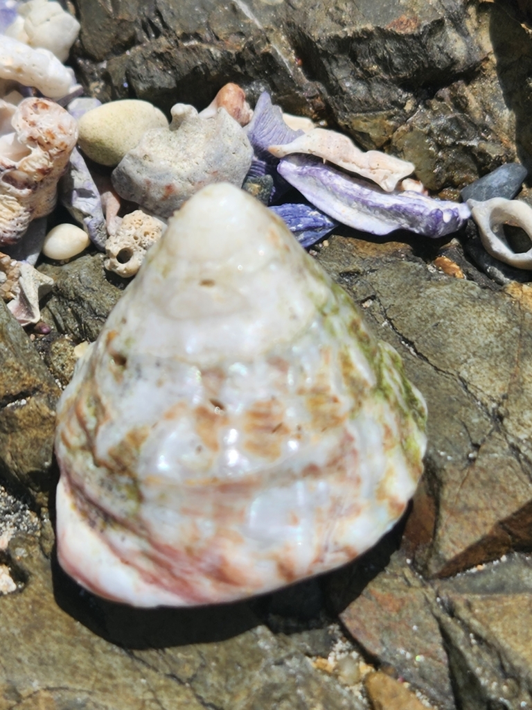 Common Tent Shell from Woolgoolga NSW 2456, Australia on November 26 ...