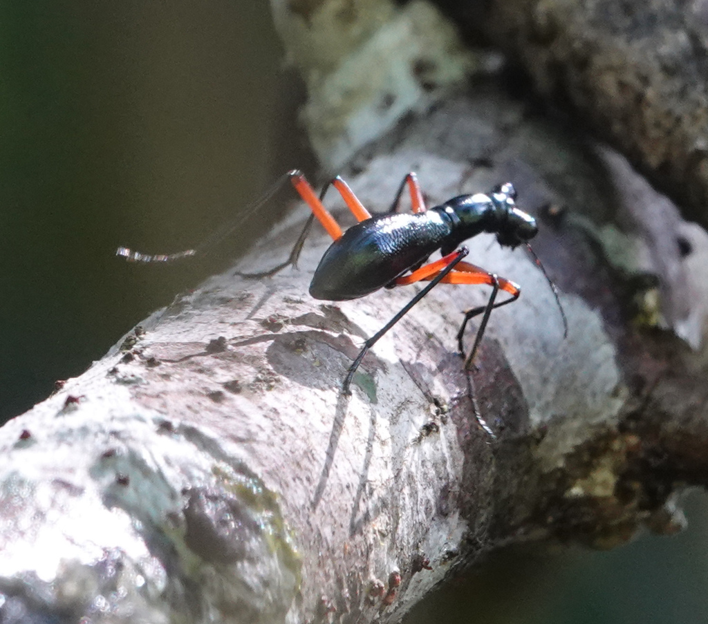 Tricondyla from Logging Track, Obi, South Halmahera Regency, North ...