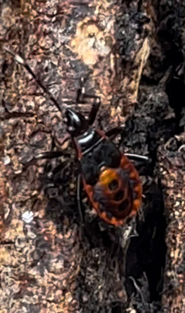 Bordered Harlequin Bug from Deb's La, Mulgowie, QLD, AU on November 26 ...