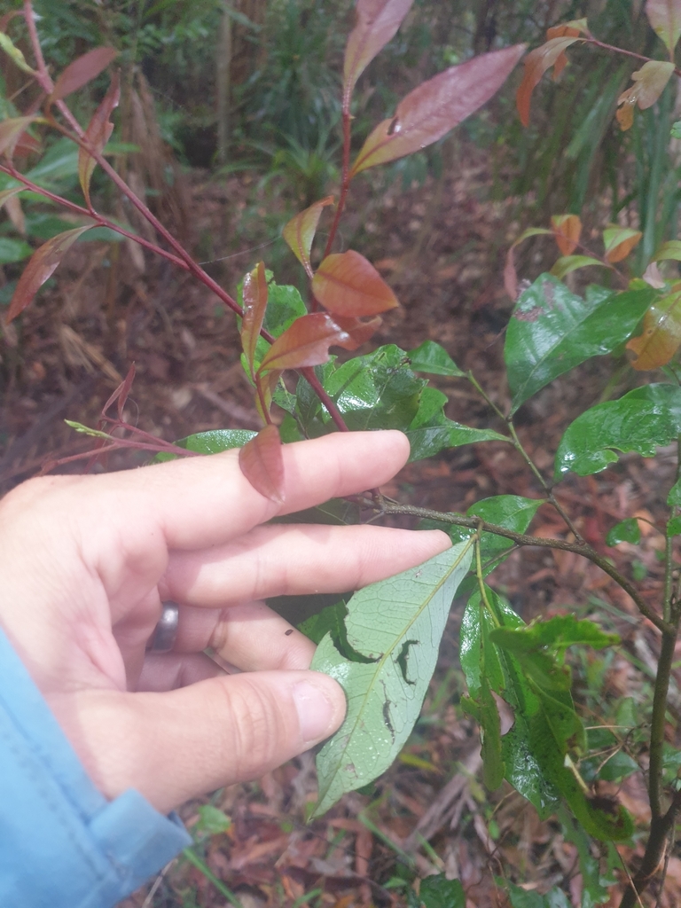 Guioa from Karangi NSW 2450, Australia on November 26, 2023 at 04:10 PM ...