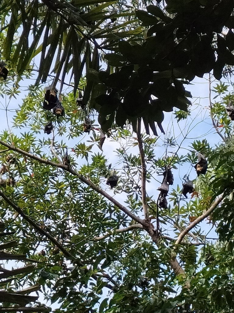 Spectacled Flying Fox from Cape Tribulation QLD 4873, Australia on ...