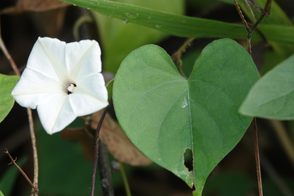 Obscure Morning Glory from Logging Track, Obi, South Halmahera Regency ...