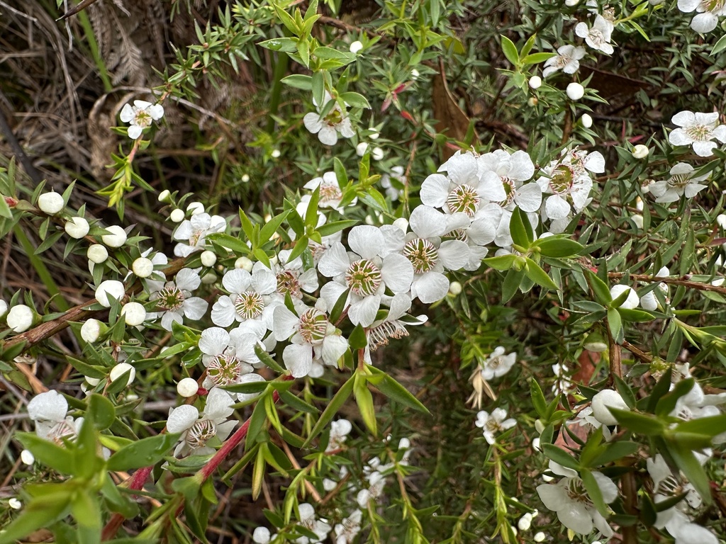 prickly tea-tree from Mount Lofty Botanic Garden, Crafers, SA, AU on ...