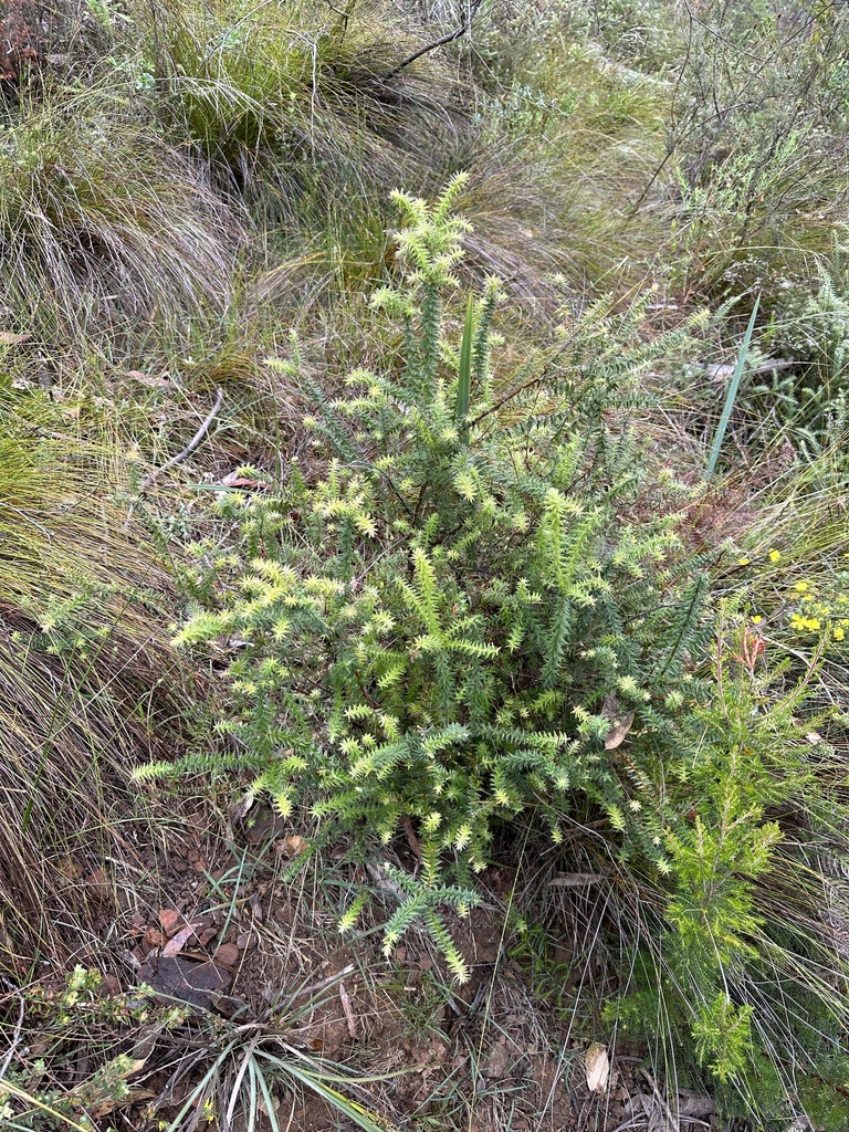 Mount Lofty Ground-berry from Mount Lofty Botanic Garden, Crafers, SA ...