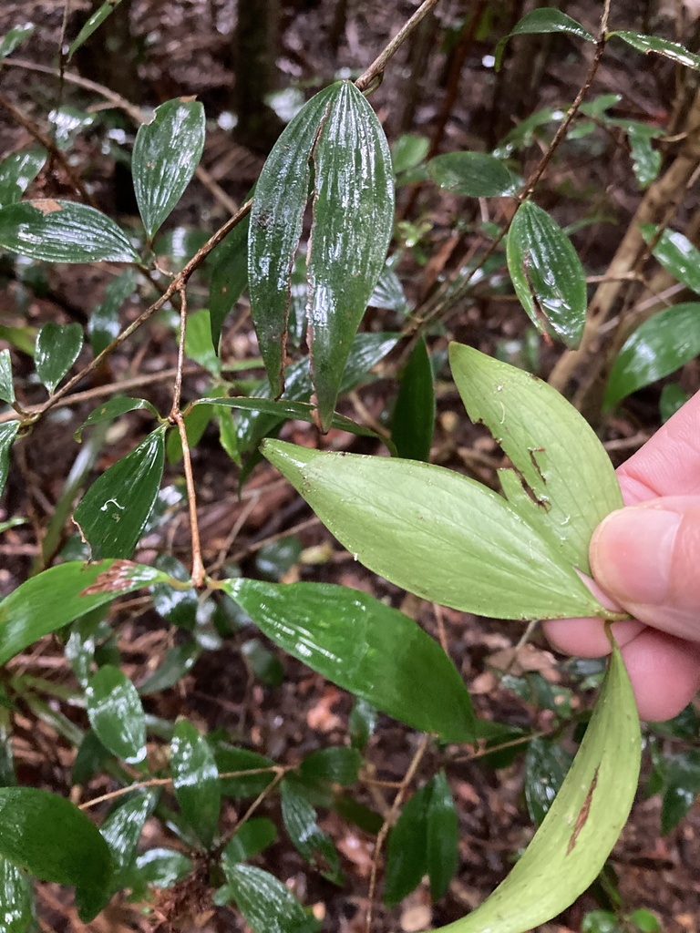 Tree Heath from Karangi, NSW, AU on November 26, 2023 at 04:29 PM by ...