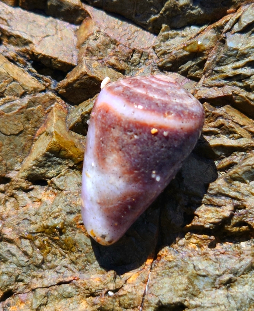 Black-end Cone from Woolgoolga NSW 2456, Australia on November 26, 2023 ...