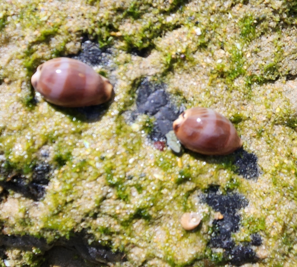 yellow-toothed cowrie from Woolgoolga NSW 2456, Australia on November ...