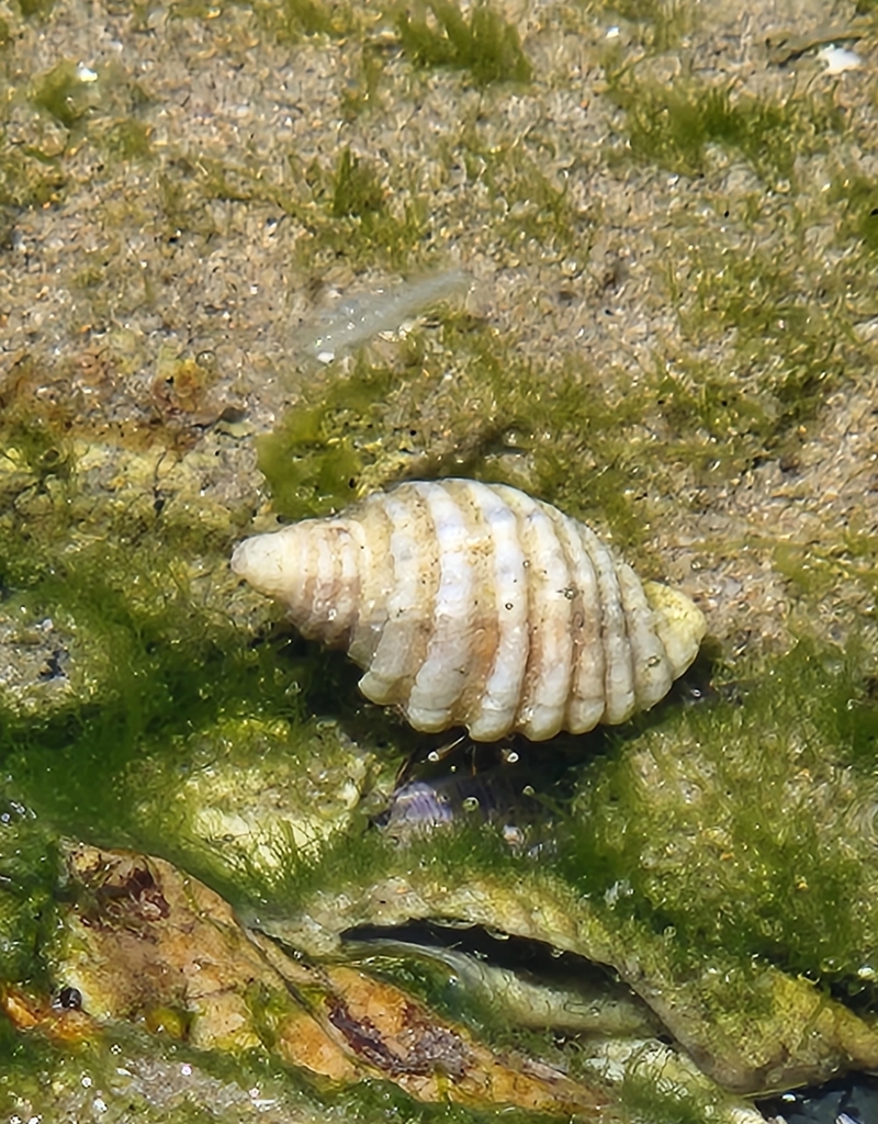 Cart-Rut Shell from Woolgoolga NSW 2456, Australia on November 26, 2023 ...
