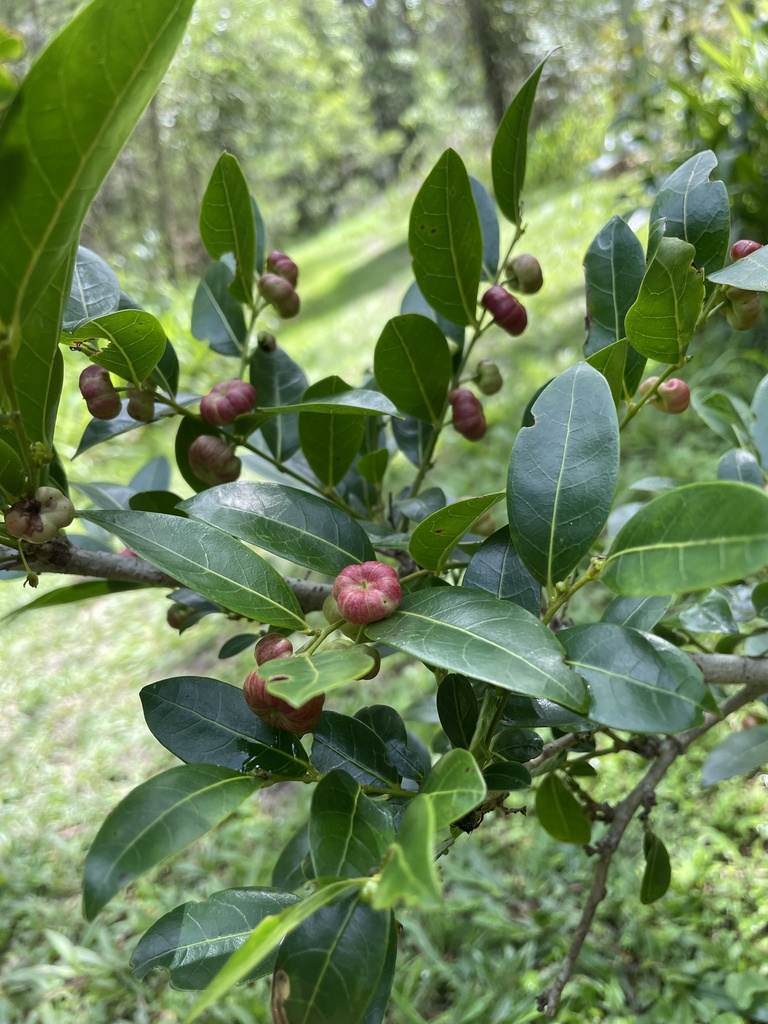 Cheese Tree from Coopernook, NSW, AU on November 26, 2023 at 10:48 AM ...