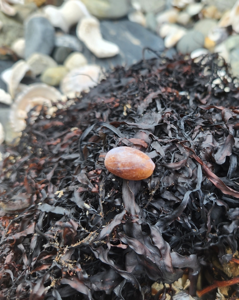 Brown bubble shell from Woolgoolga NSW 2456, Australia on November 26 ...