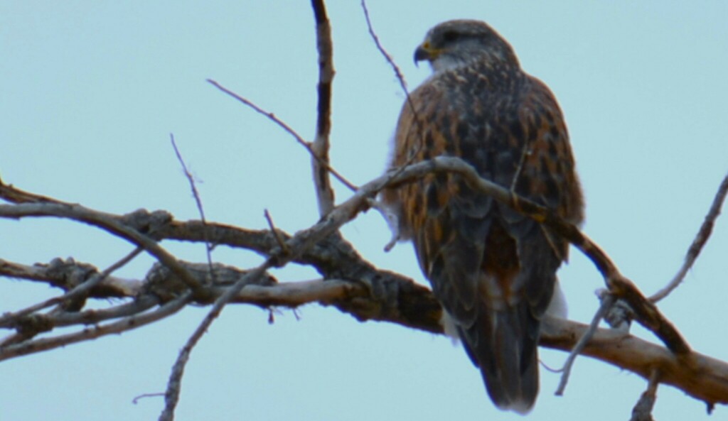 Ferruginous Hawk from Rocky Mountain Arsenal National Wildlife Refuge ...