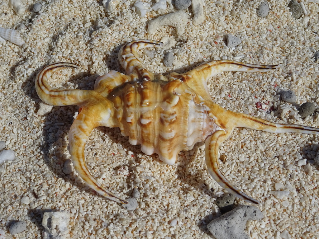 Harpago chiragra rugosus from Herald Cays, Australia on November 2 ...