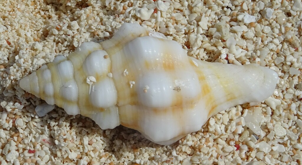 Latirus barclayi from Herald Cays, Australia on November 3, 2023 at 02:52 PM by helmal · iNaturalist