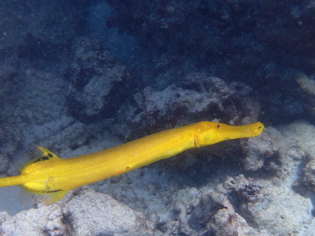 Pacific Trumpetfish from Honaunau Bay, Honaunau, HI, US on November 25 ...